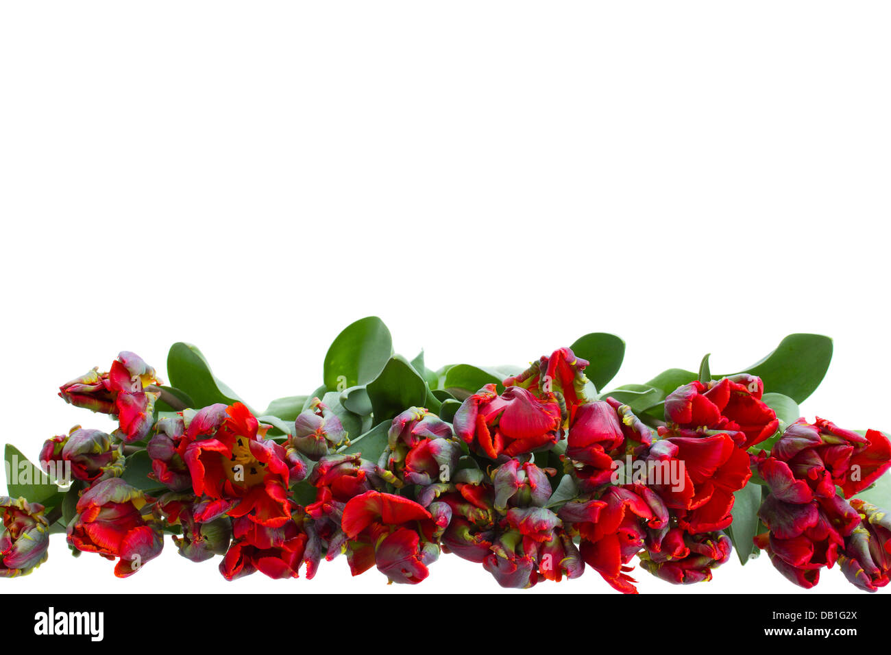 pile of red tulips border Stock Photo - Alamy