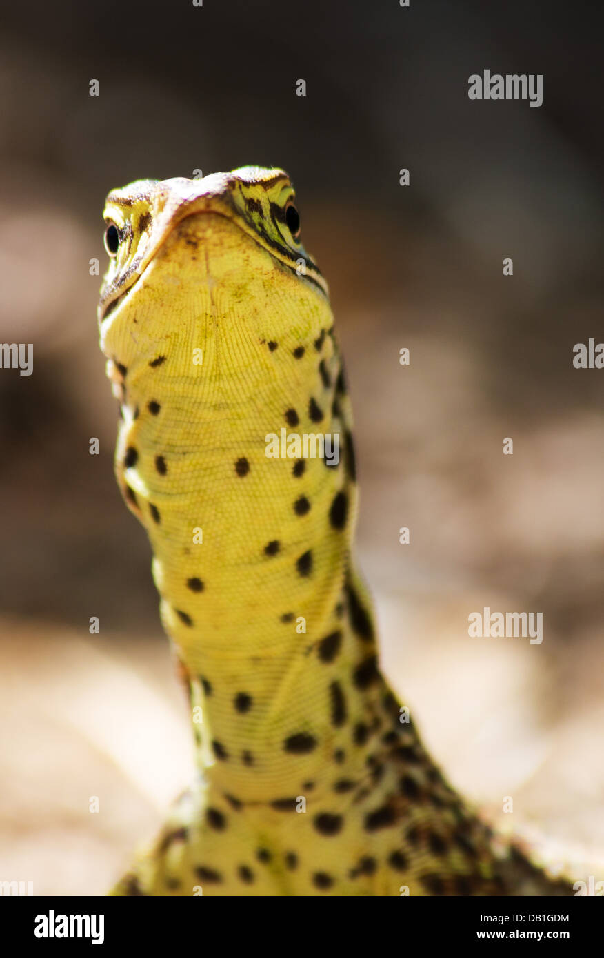 Perentie (Varanus giganteus) monitor lizard with delicate juvenile ...