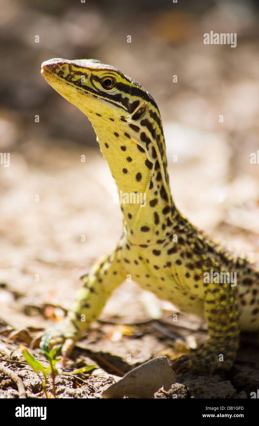 Perentie (Varanus giganteus) monitor lizard with delicate juvenile ...