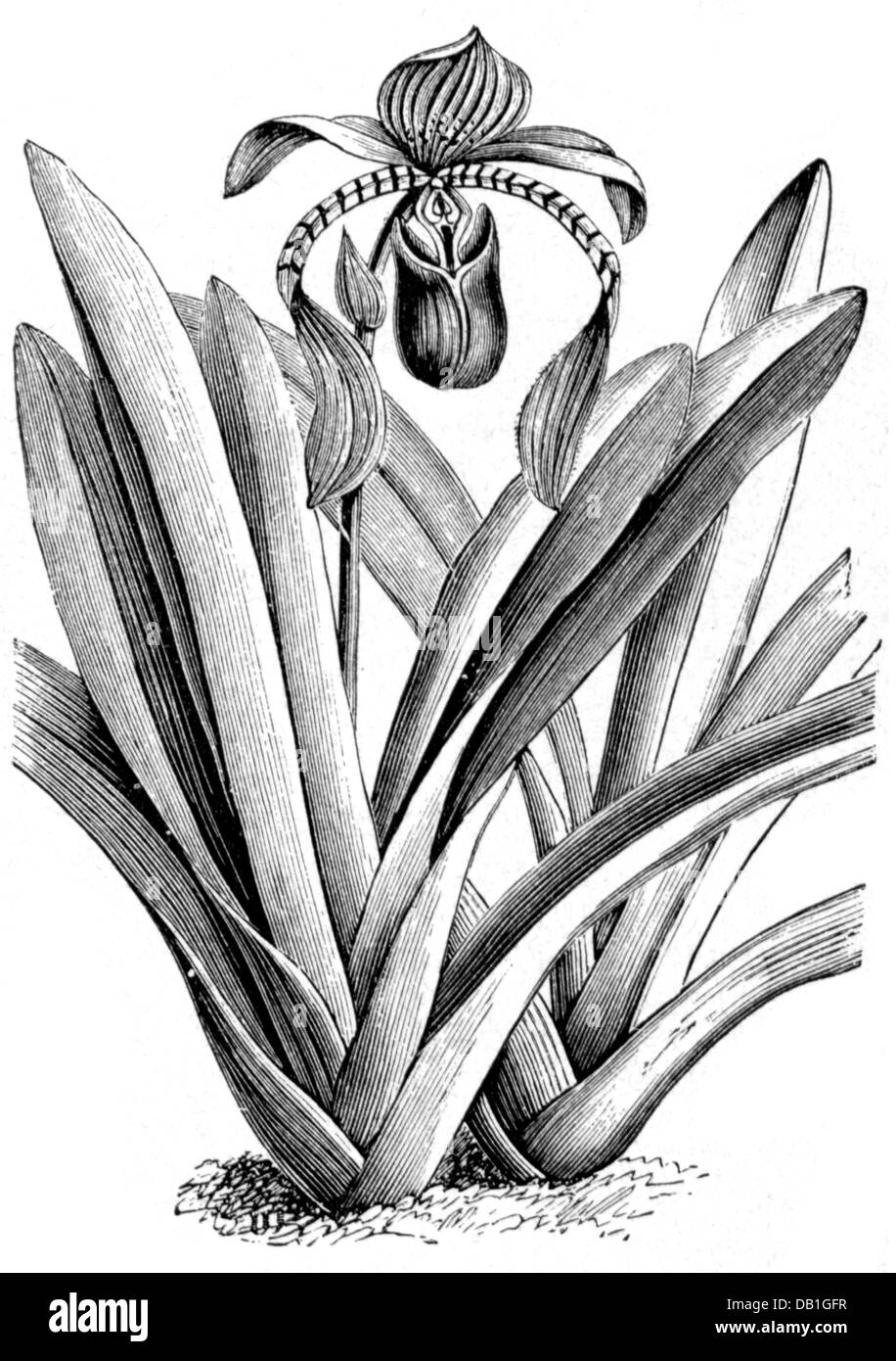 Lowii hi-res stock photography and images - Alamy