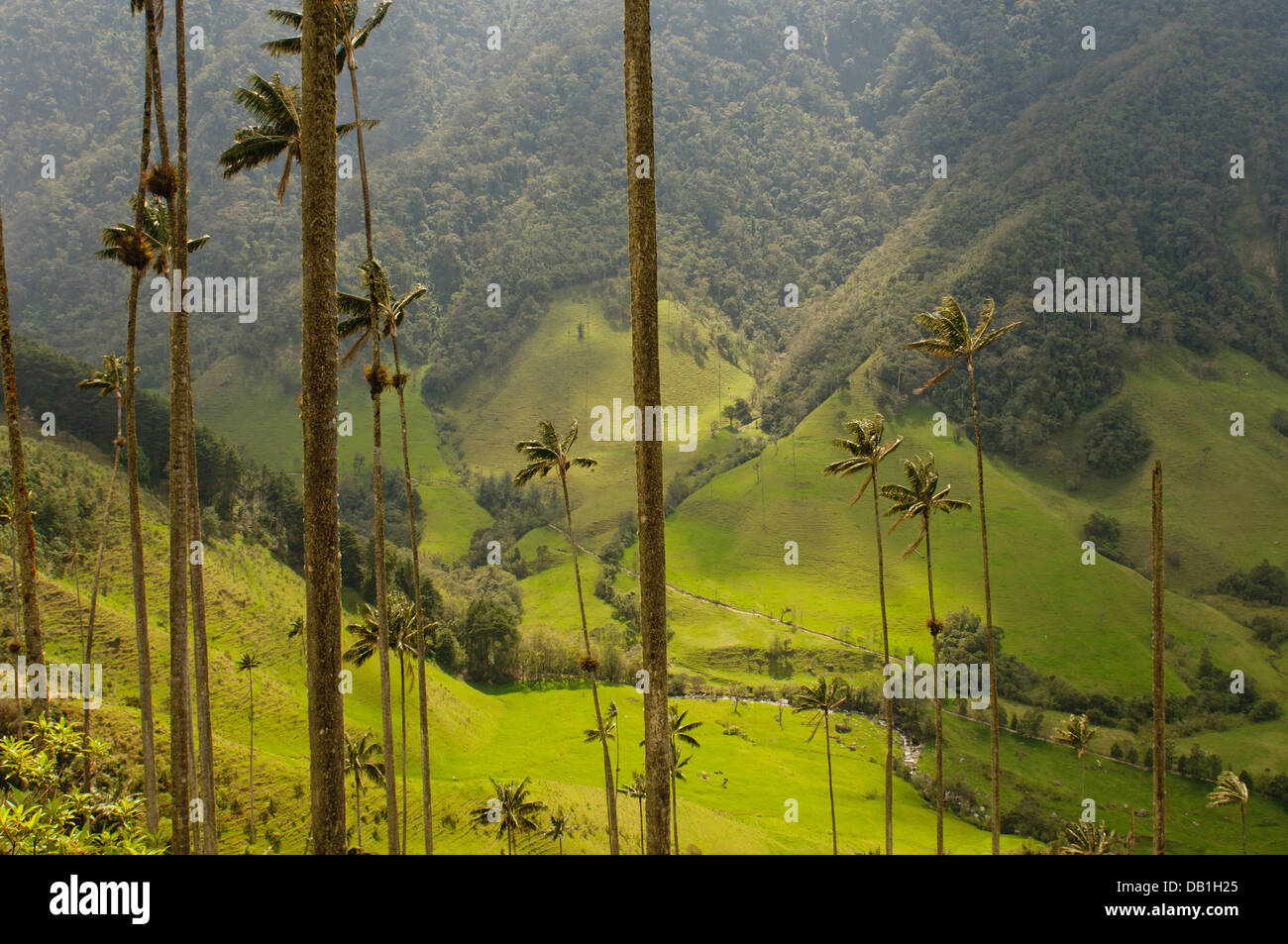 Wax palm trees of Cocora Valley, Colombia Stock Photo - Alamy