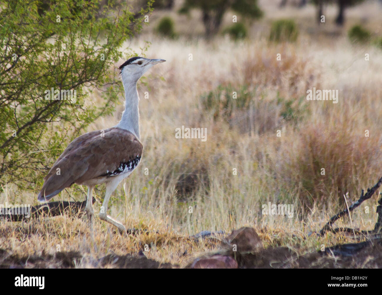 Australian Bustard (Ardeotis australis) in grassland, western ...