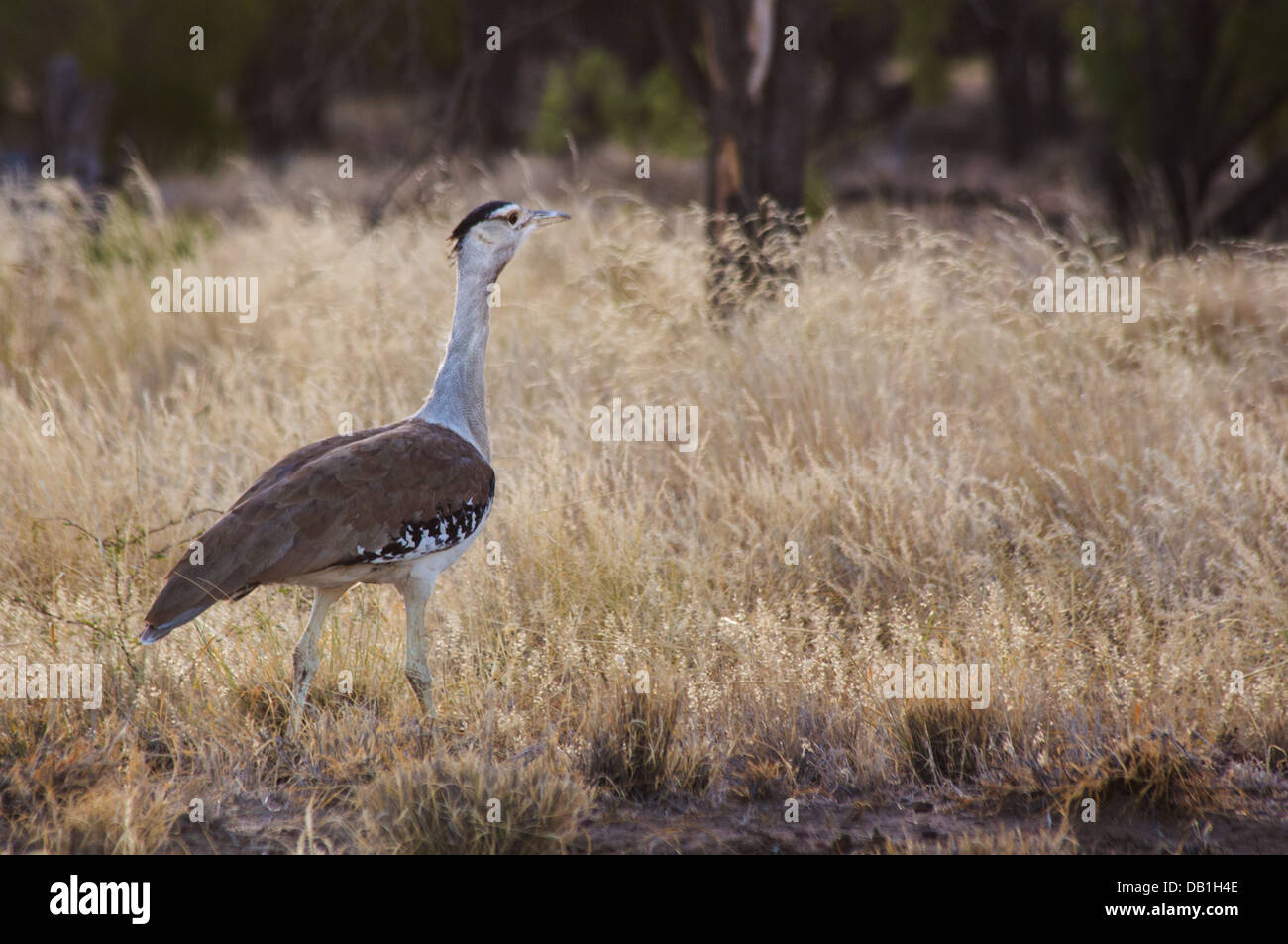 Australian Bustard (Ardeotis australis) in grassland, western ...