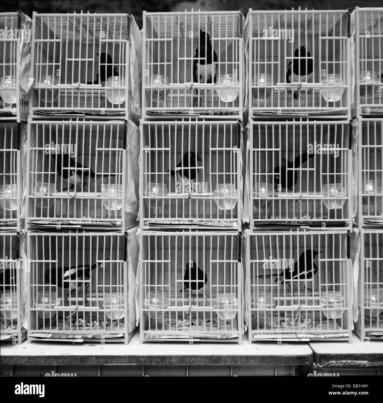 Cages of birds Black and White Stock Photos & Images - Alamy