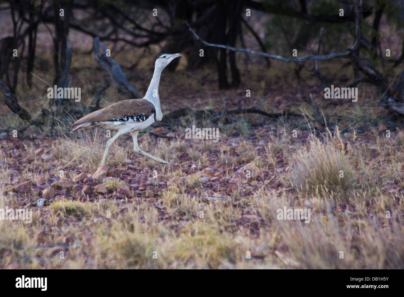 Australian Bustard (Ardeotis australis) in western Queensland ...