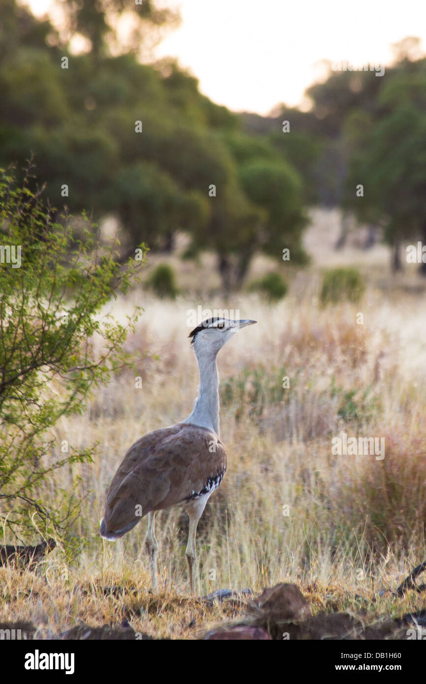 Australian Bustard (Ardeotis australis) in grassland, western ...