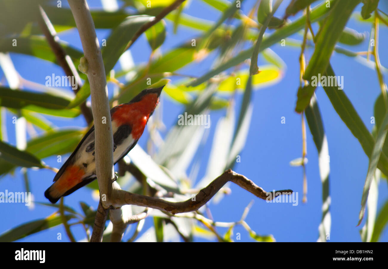 Australian flowerpecker hi-res stock photography and images - Alamy
