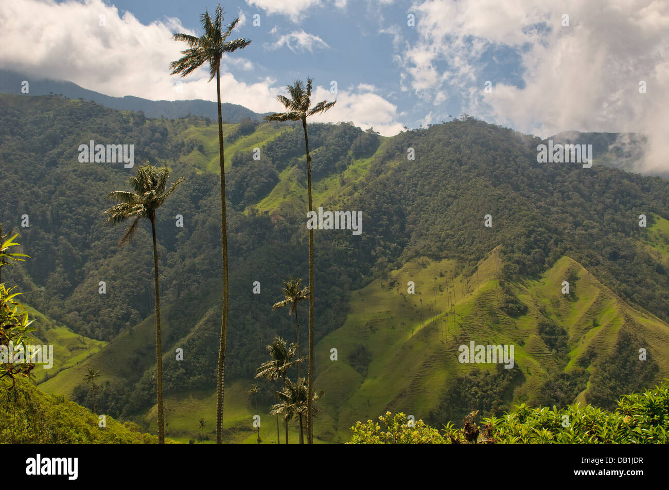 Wax palm trees of Cocora Valley, Colombia Stock Photo - Alamy