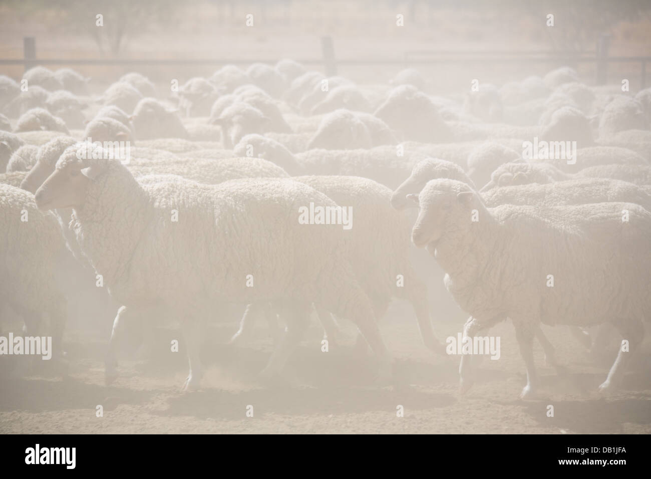 Sheep station australia hi-res stock photography and images - Alamy