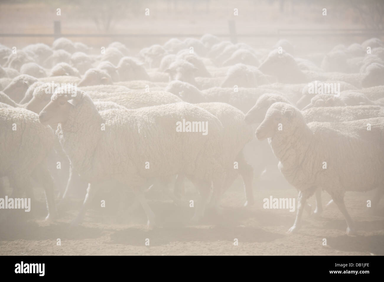 Herd of merino sheep on dry, dusty ground at a sheep station in western ...