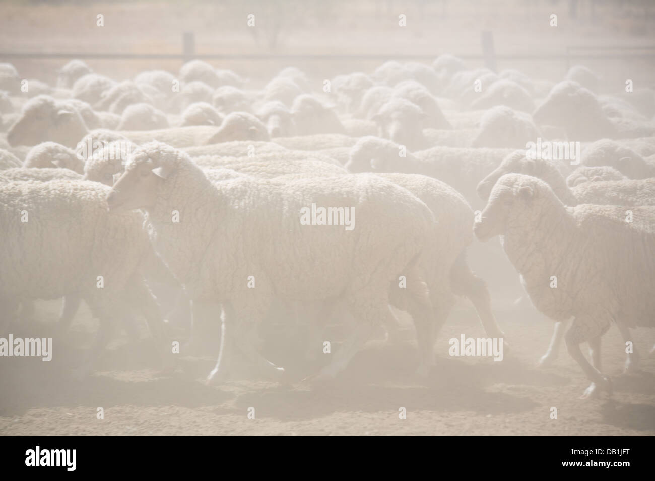 Herd of merino sheep on dry, dusty ground at a sheep station in western ...