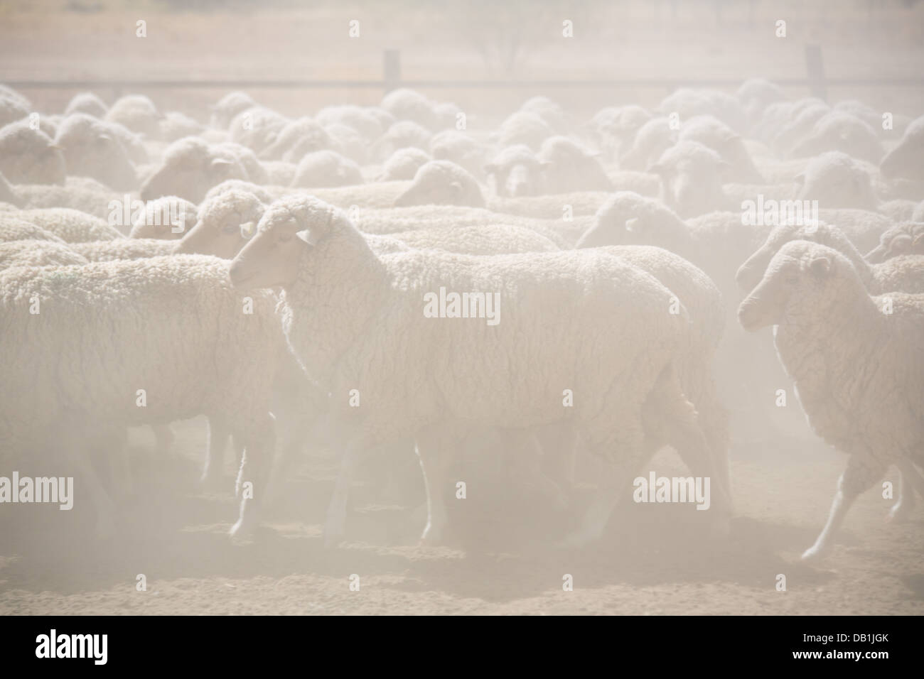 Herd of merino sheep on dry, dusty ground at a sheep station in western ...