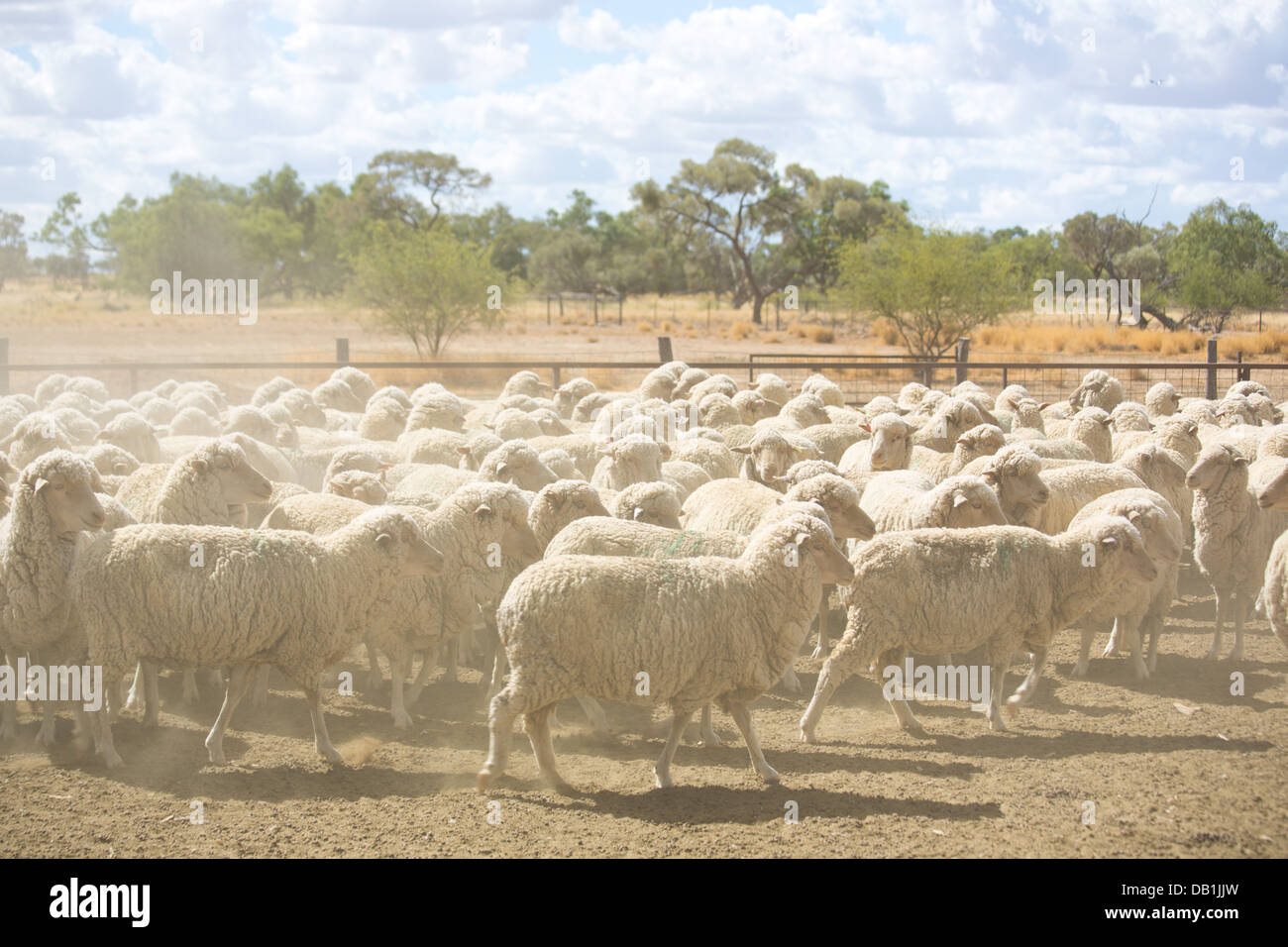 Herd of merino sheep on dry, dusty ground at a sheep station in western ...
