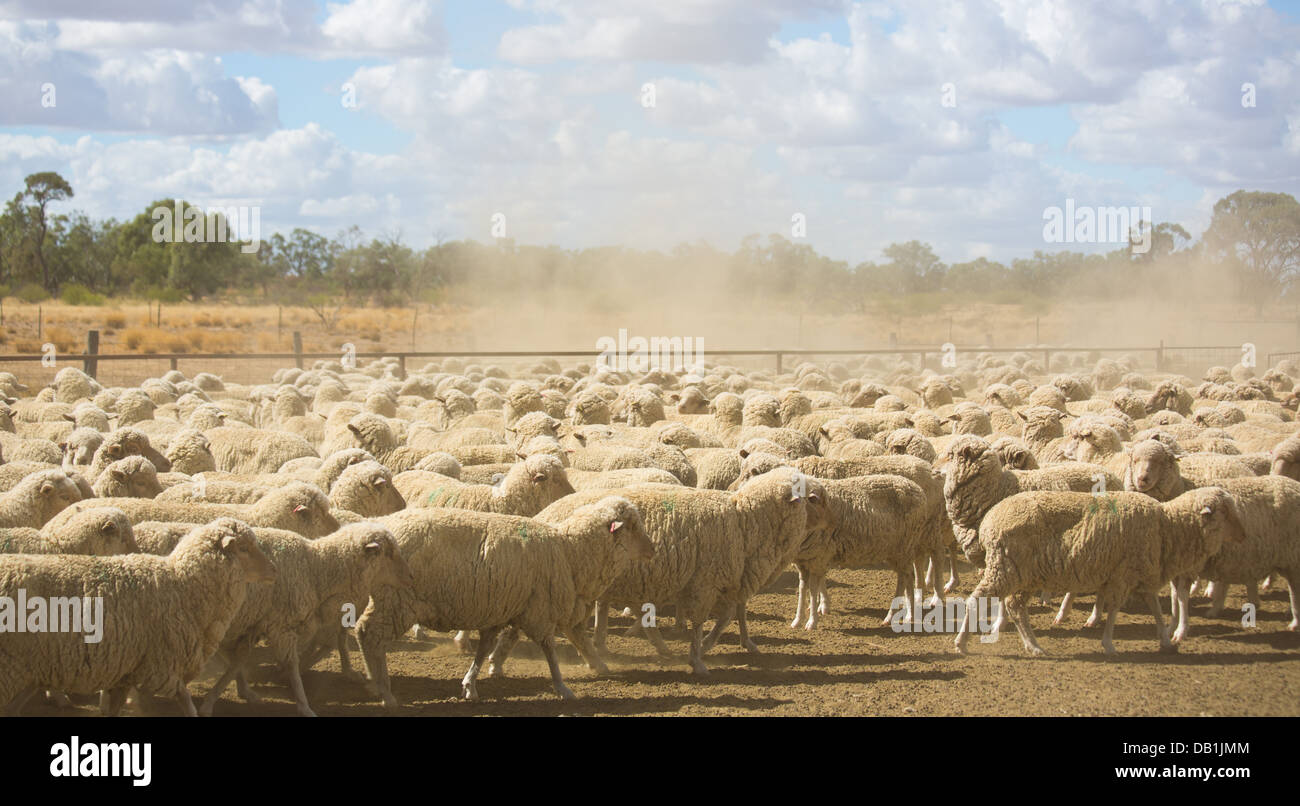 Herd of merino sheep on dry, dusty ground at a sheep station in western ...