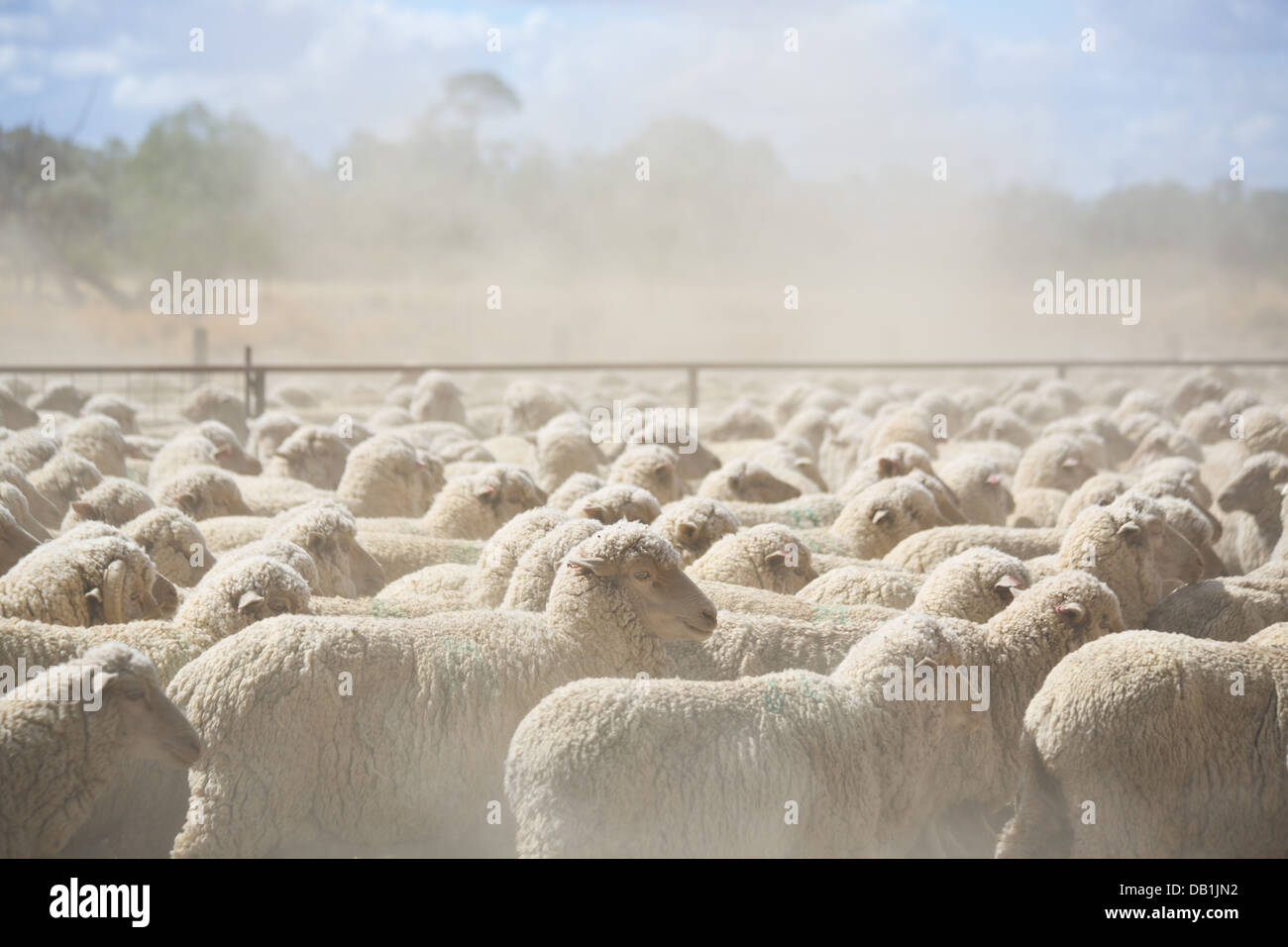 Herd of merino sheep on dry, dusty ground at a sheep station in western ...