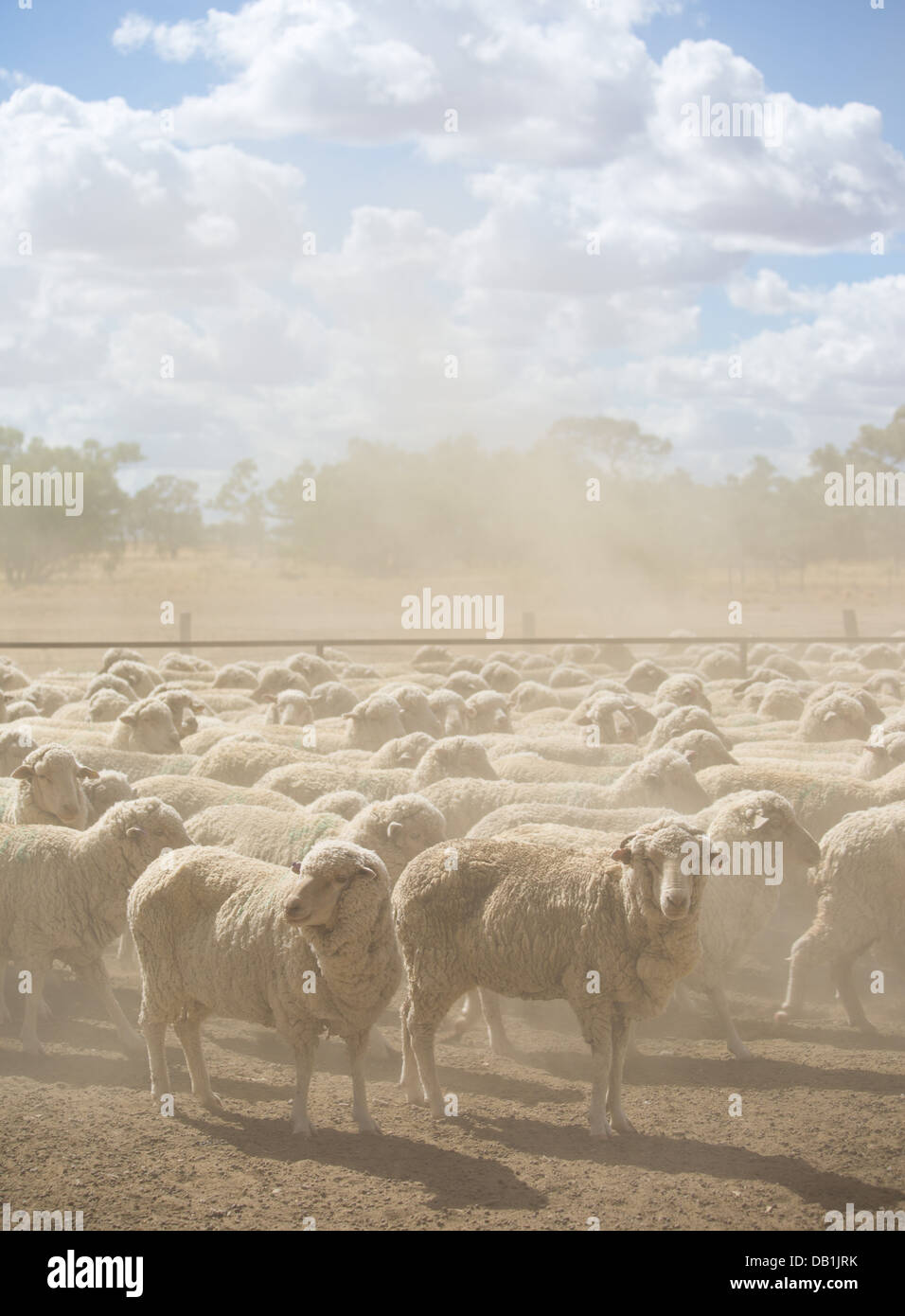 Herd of merino sheep on dry, dusty ground at a sheep station in western ...