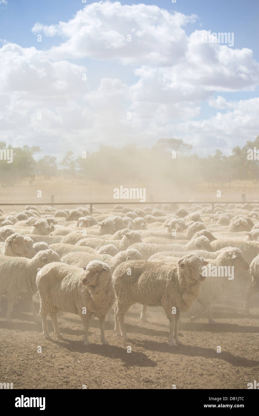Australia sheep station hi-res stock photography and images - Alamy
