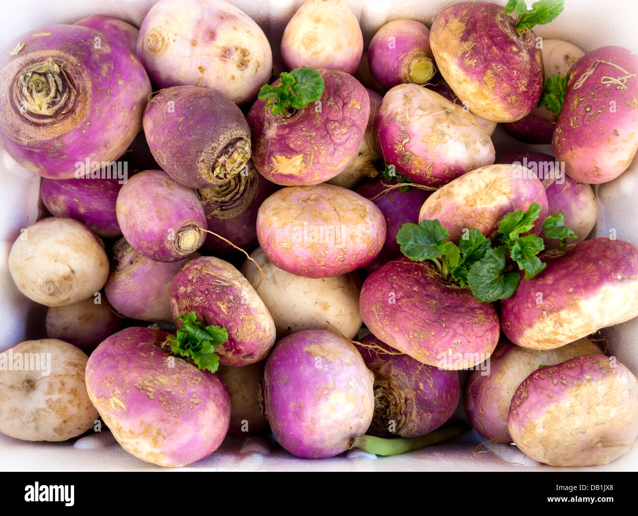 Freshly harvested turnips for sale at a local farmer's market Stock ...