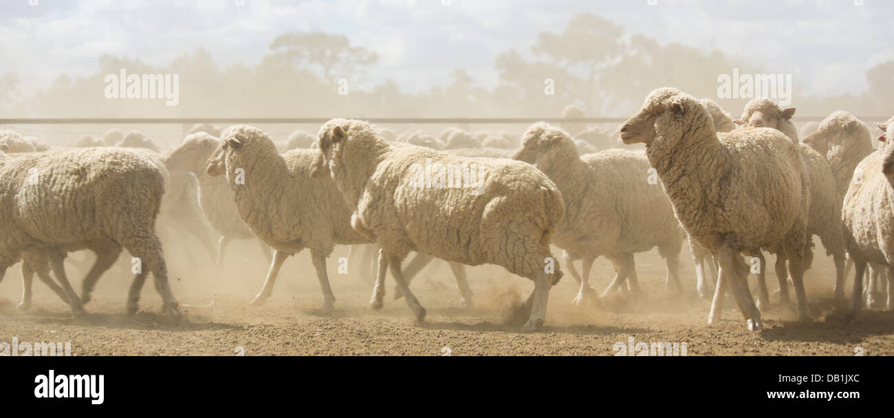 Herd of merino sheep on dry, dusty ground at a sheep station in western ...
