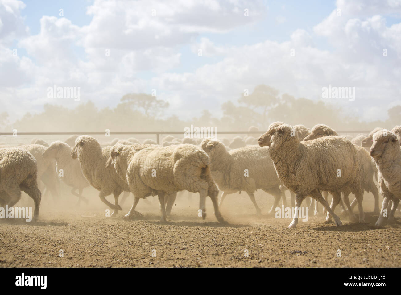 Herd of merino sheep on dry, dusty ground at a sheep station in western ...
