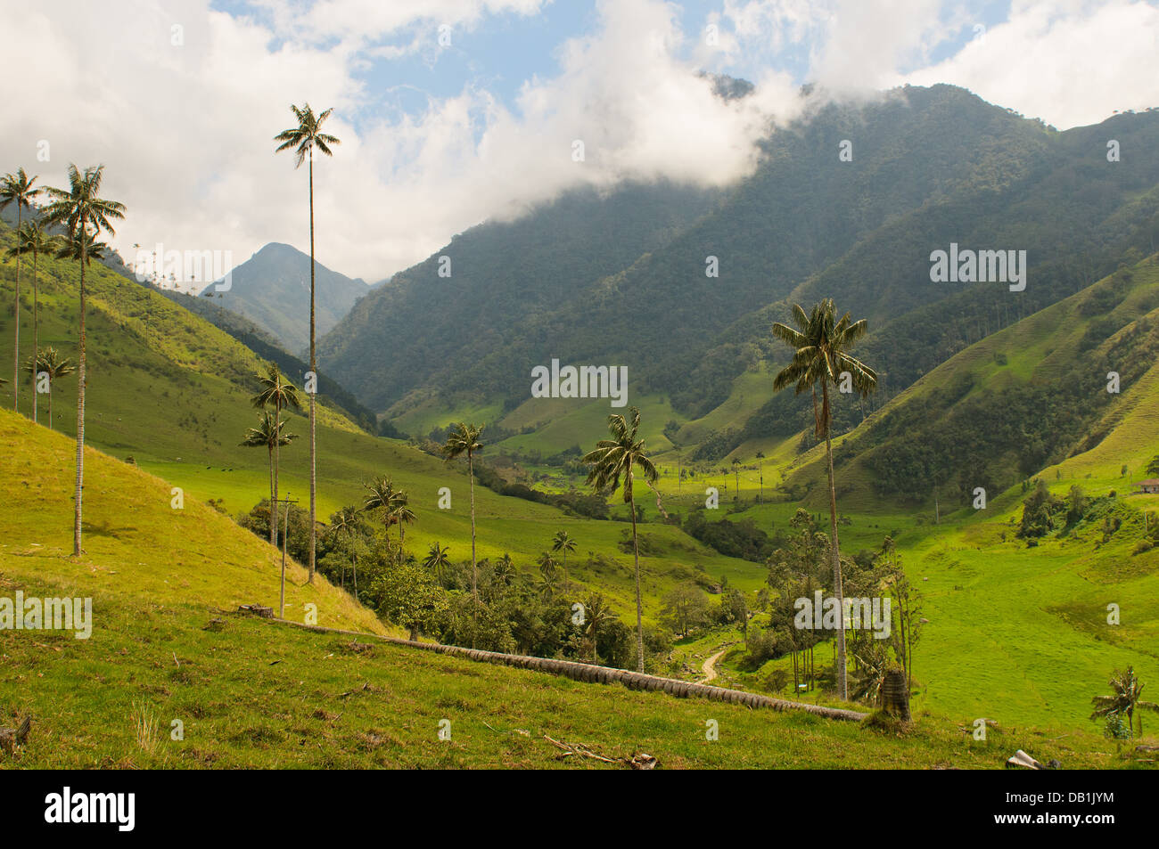Wax palm trees of Cocora Valley, Colombia Stock Photo - Alamy