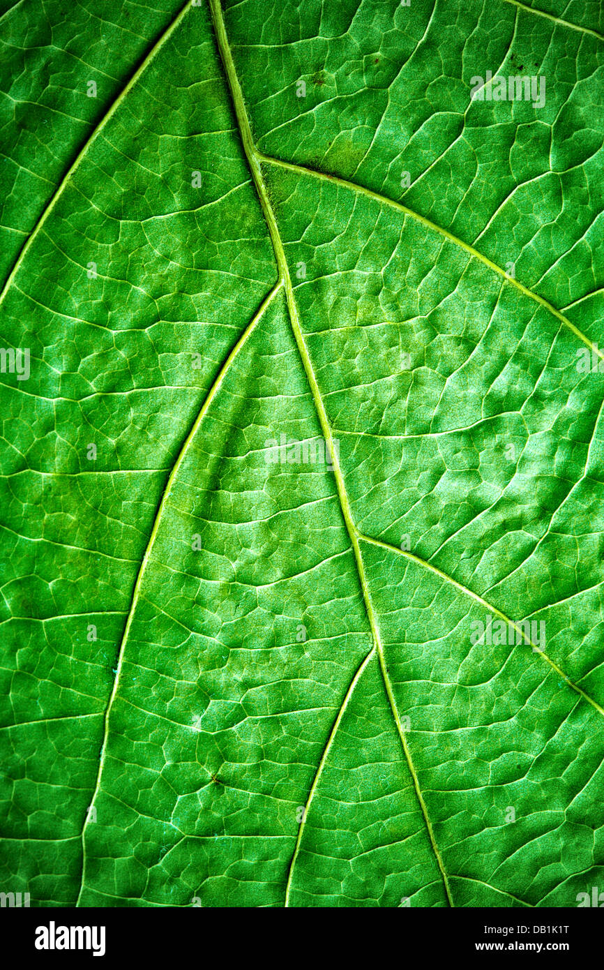 Photo green leaf close up Stock Photo - Alamy