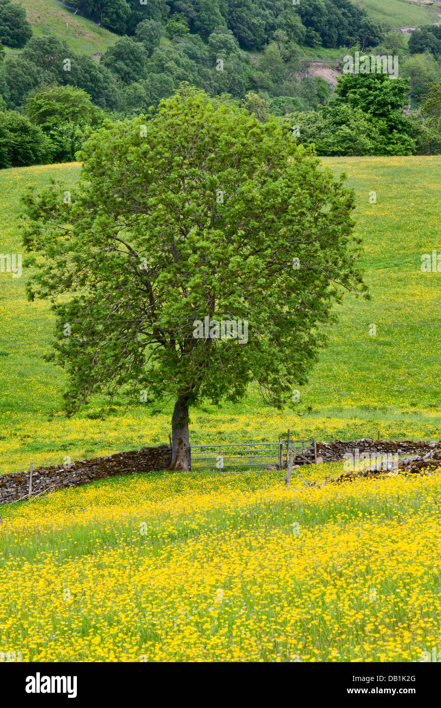 Buttercup tree hi-res stock photography and images - Alamy