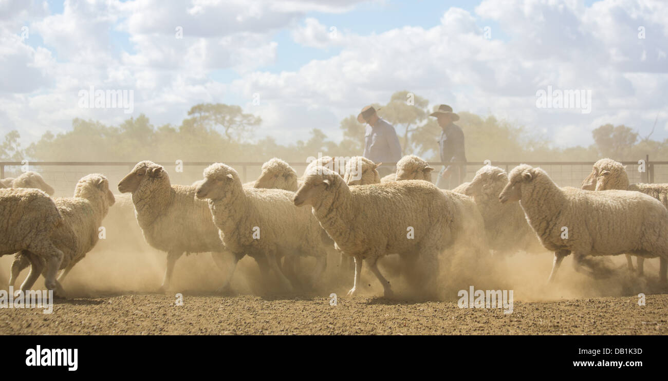 Mob merino sheep in dry hi-res stock photography and images - Alamy Mob merino sheep in dry hi-res stock photography and images - Alamy
