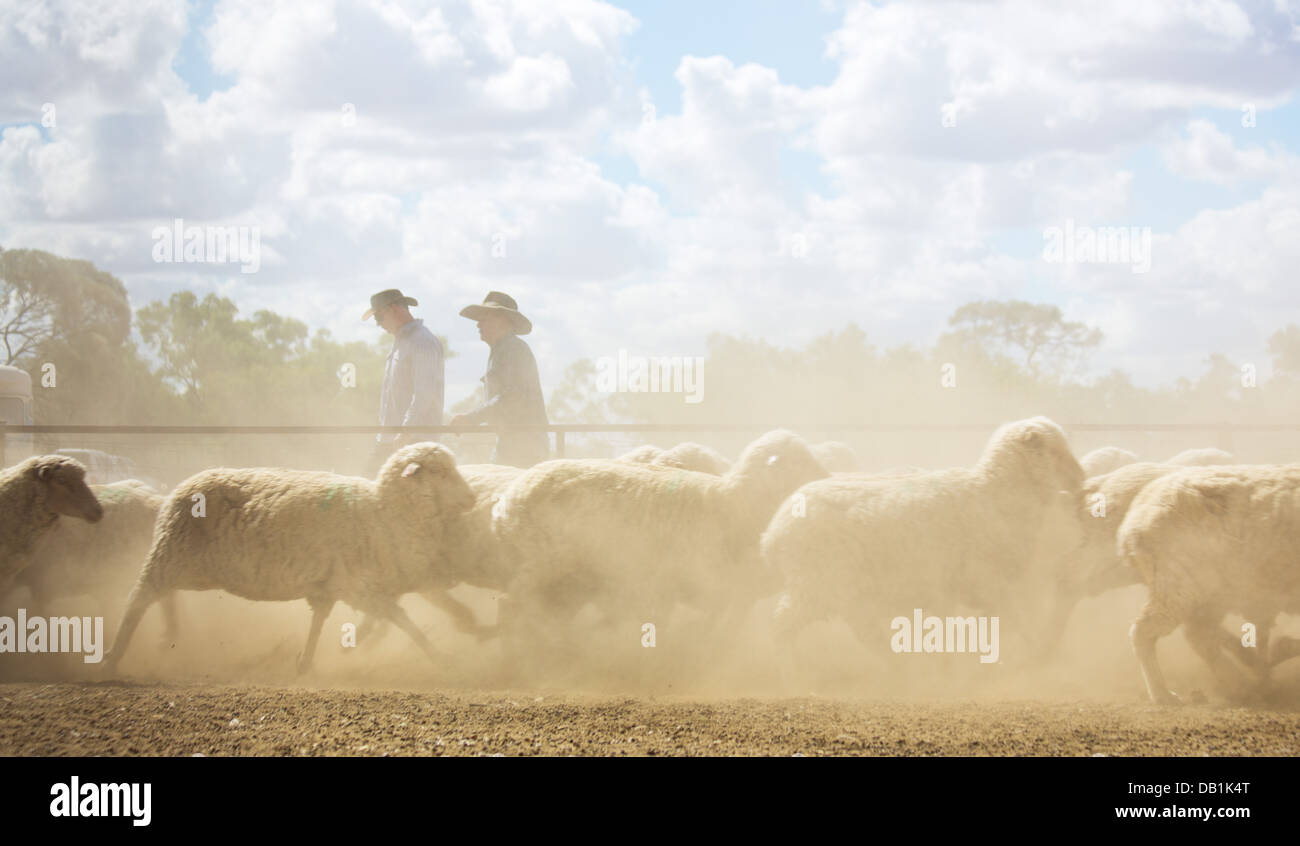Farmers with a large flock of merino sheep in the dry, dusty outback of ...