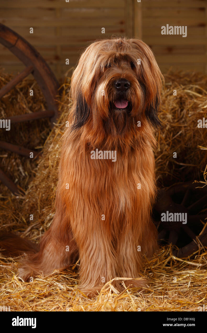 Briard male hi-res stock photography and images - Alamy