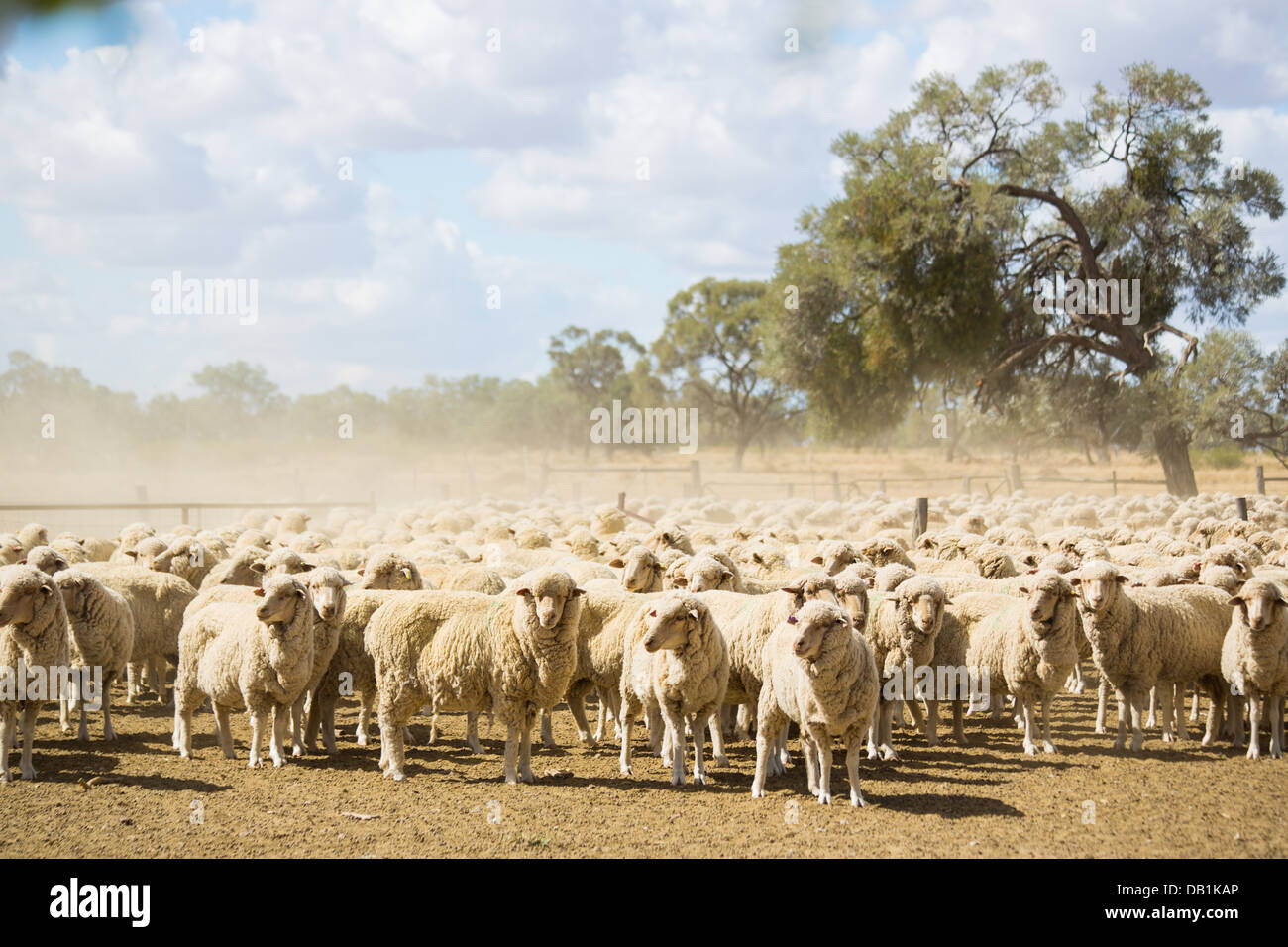 Mob of merino sheep in dry, barren, drought conditions in outback ...