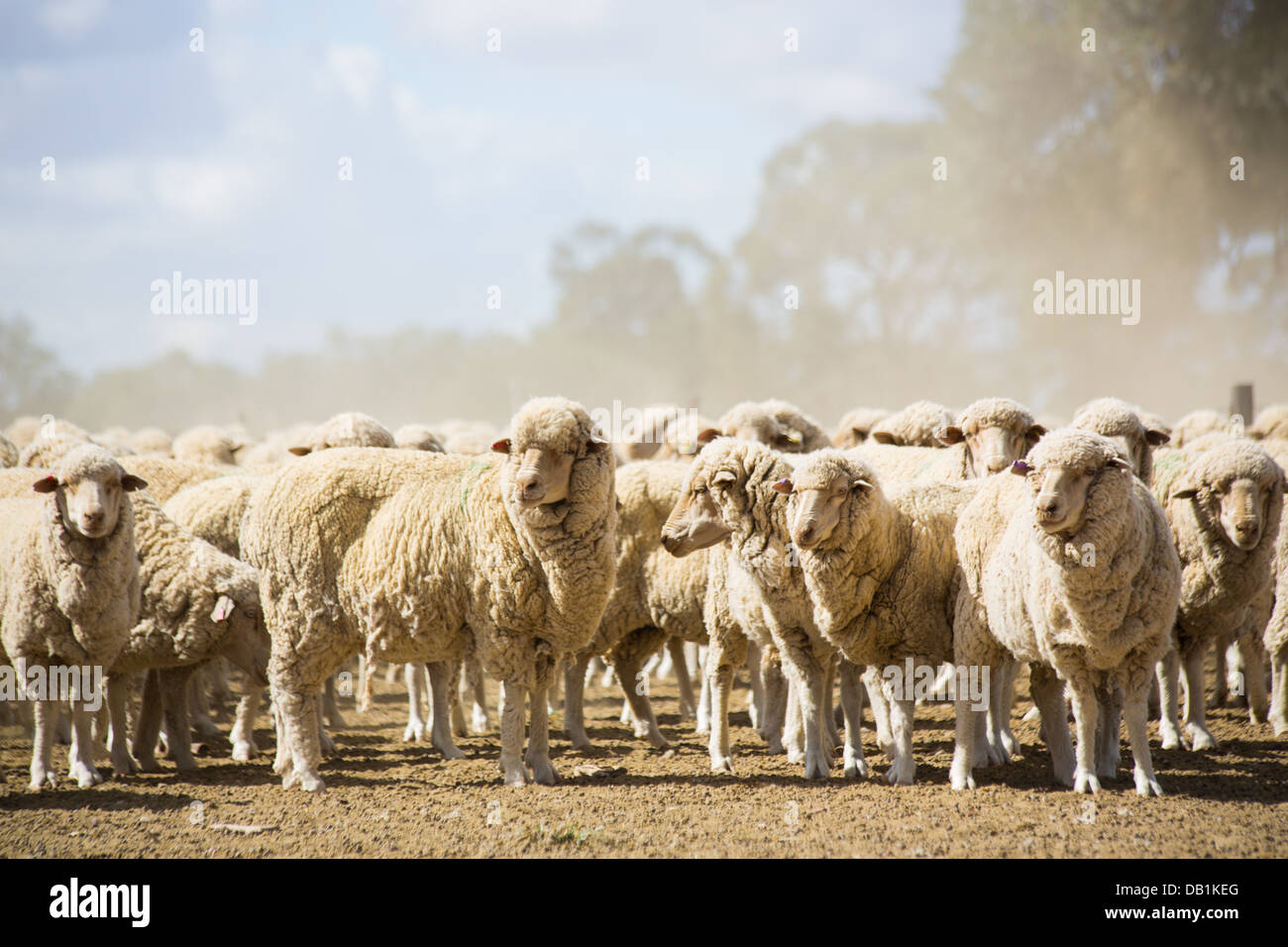 Mob merino sheep in dry hi-res stock photography and images - Alamy Mob merino sheep in dry hi-res stock photography and images - Alamy