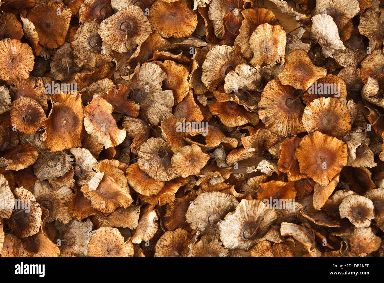 Background of fallen dry leaves in brown shades Stock Photo - Alamy