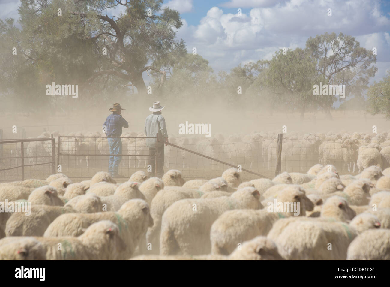 Farmers with a mob of merino sheep in a dusty pen in outback Queensland ...