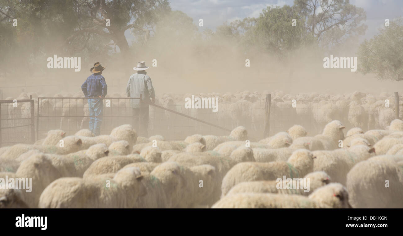 Farmers with a mob of merino sheep in a dusty pen in outback Queensland ...