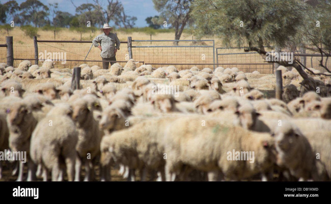 Farmer with a large flock of merino sheep in the dry, dusty outback of ...