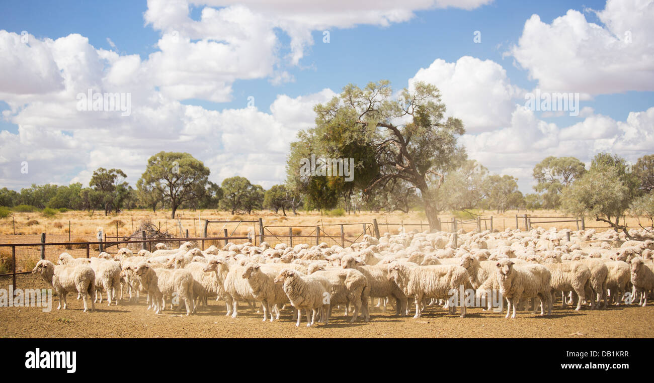 Mob Merino Sheep In Dry High Resolution Stock Photography and Images ...