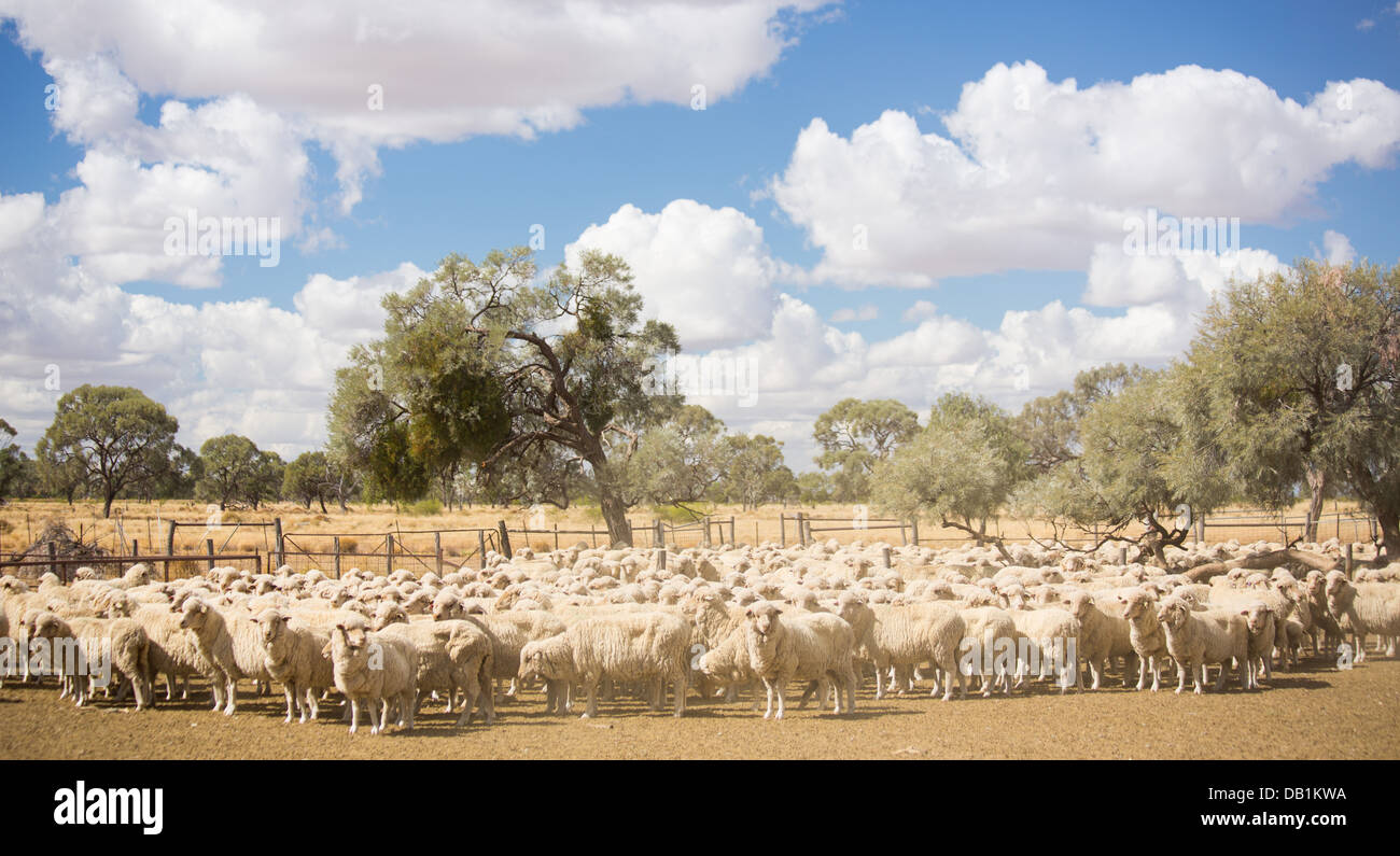 Sheep Station Australia Stock Photos & Sheep Station Australia Stock ...
