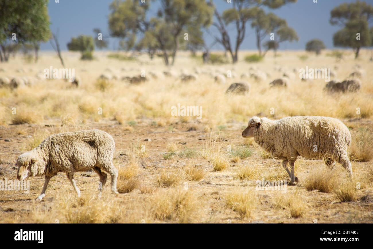 Australian Merino High Resolution Stock Photography and Images - Alamy