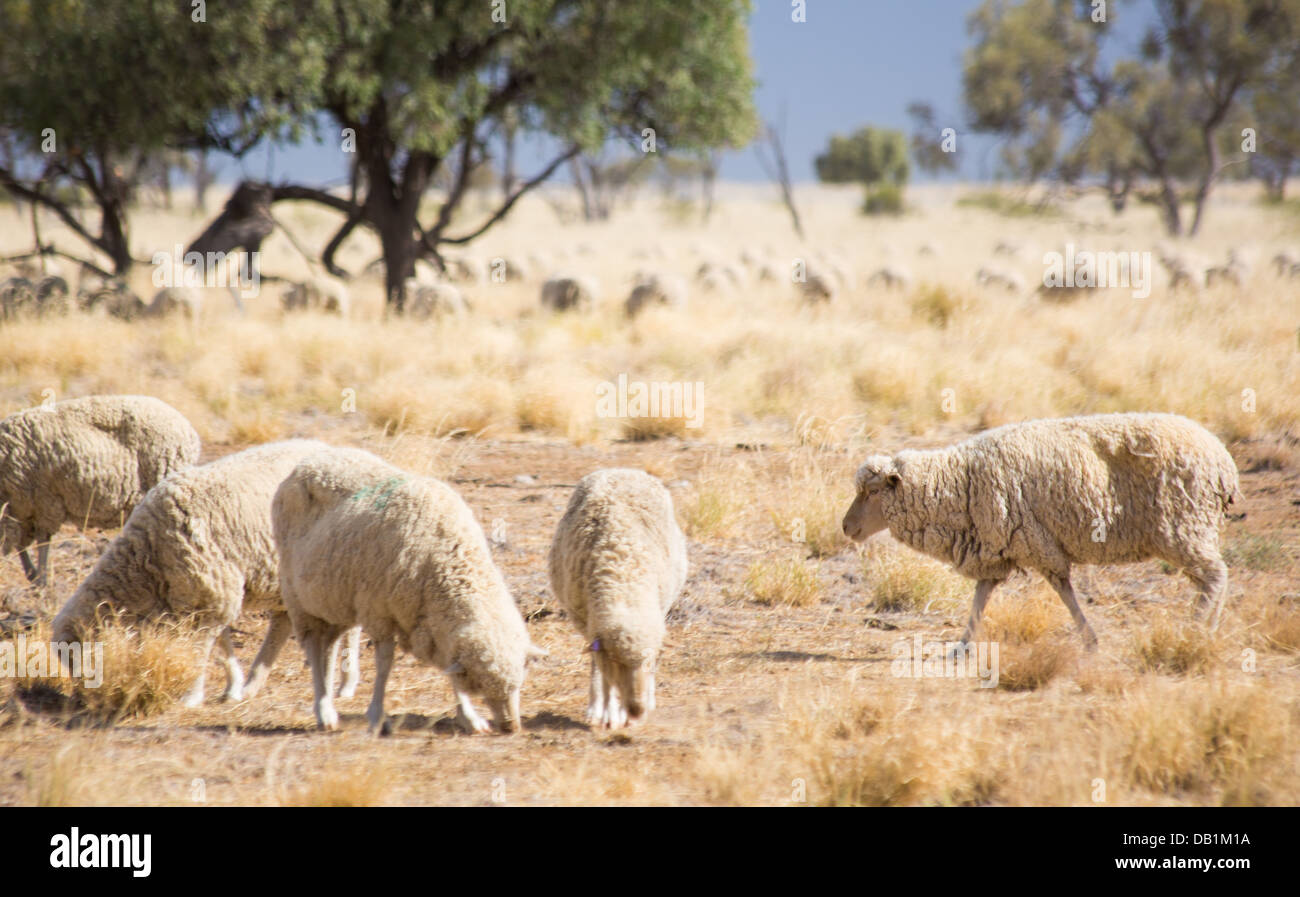 Sheep Station Australia Stock Photos & Sheep Station Australia Stock ...