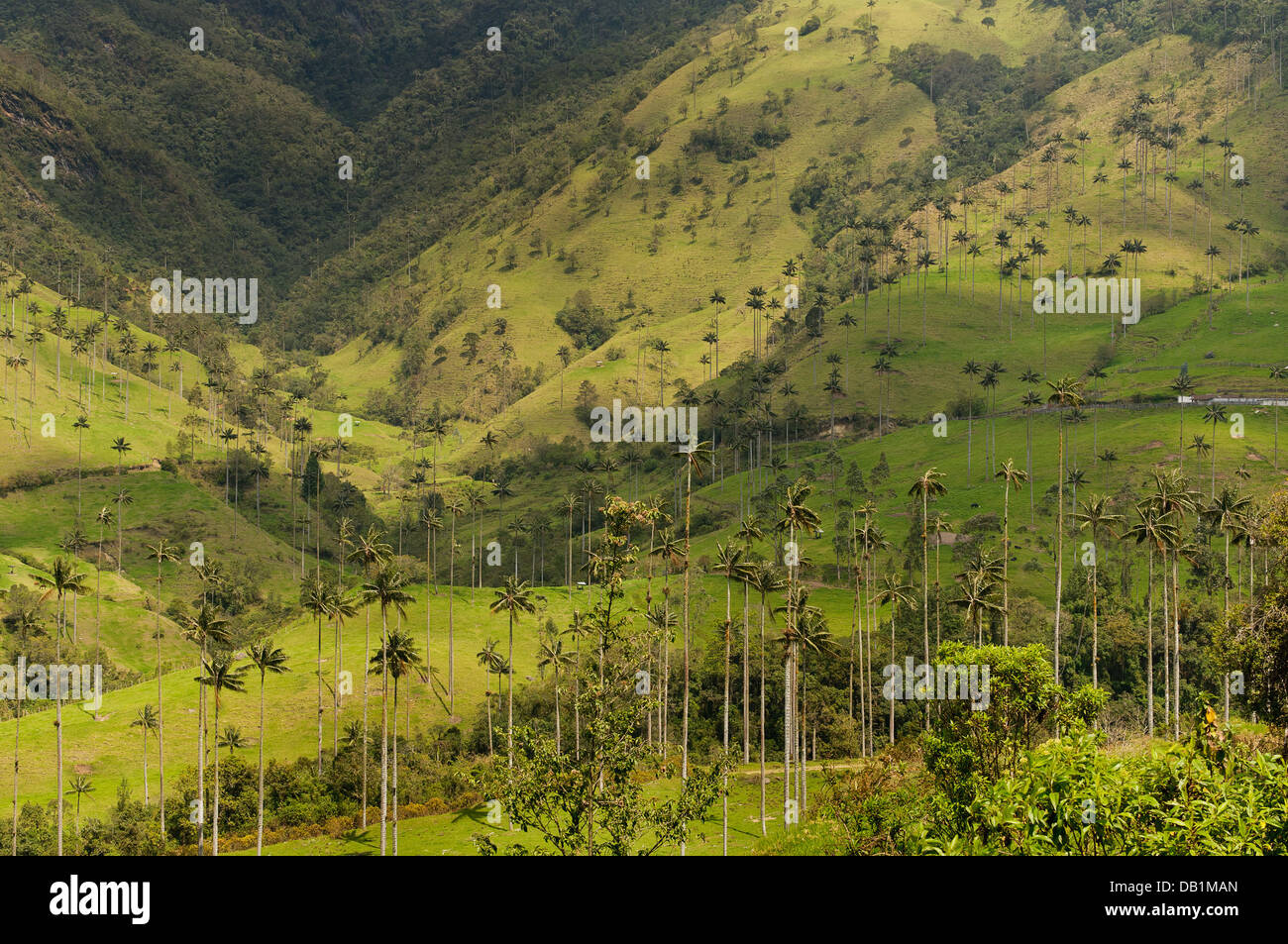 Wax palm trees of Cocora Valley, Colombia Stock Photo - Alamy