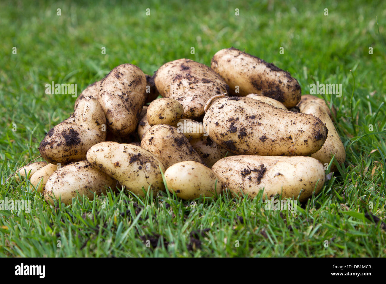 Waxy Potatoes High Resolution Stock Photography and Images - Alamy