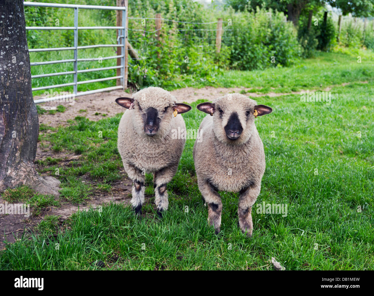 Hampshire sheep hi-res stock photography and images - Alamy