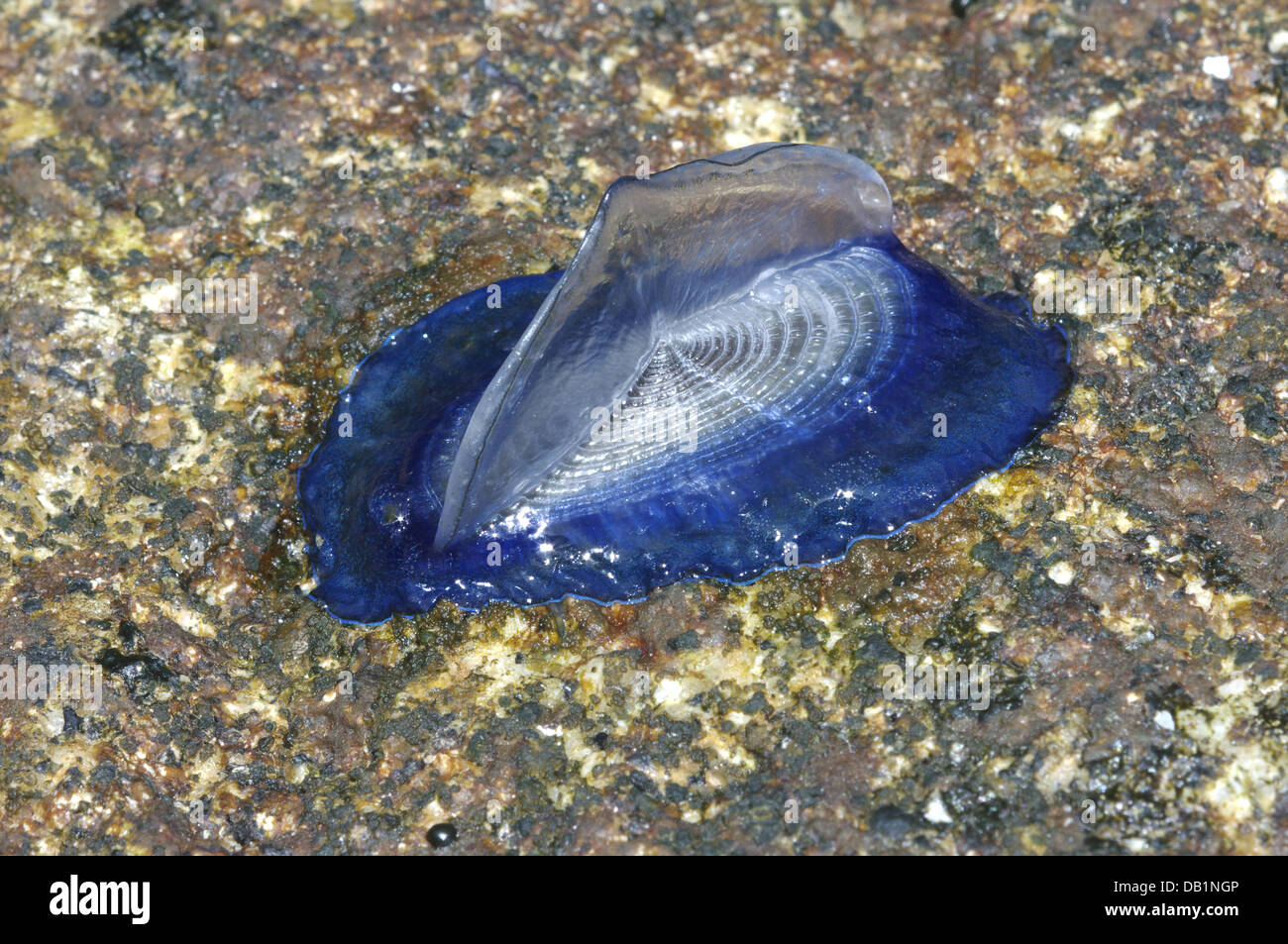 By the wind sailor velella spirans velella hi-res stock photography and ...