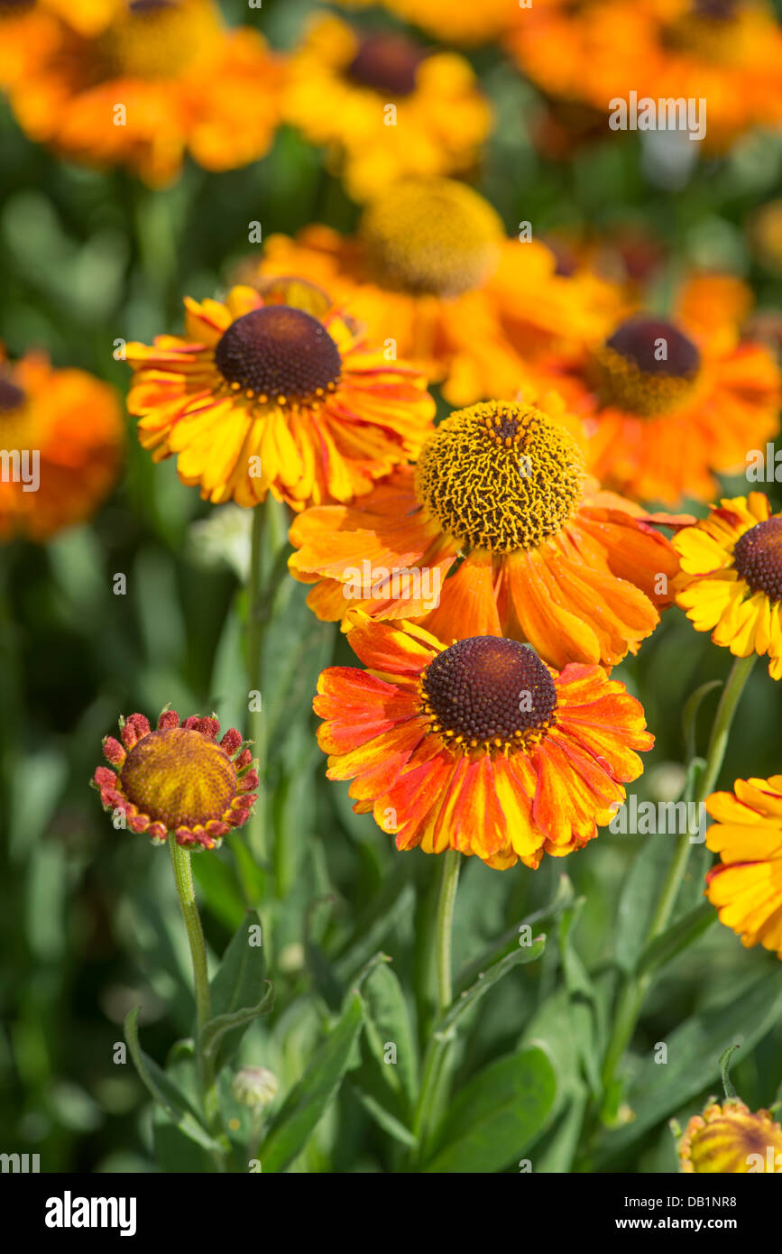Helenium "Sahin's Early Flowerer Stock Photo - Alamy