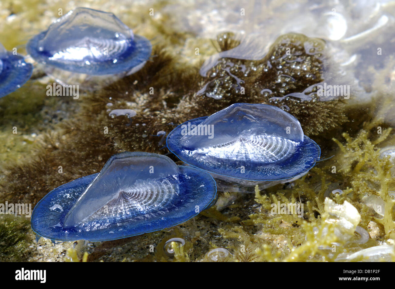 By-the-wind sailor (Velella spirans or Velella velella), photographed ...