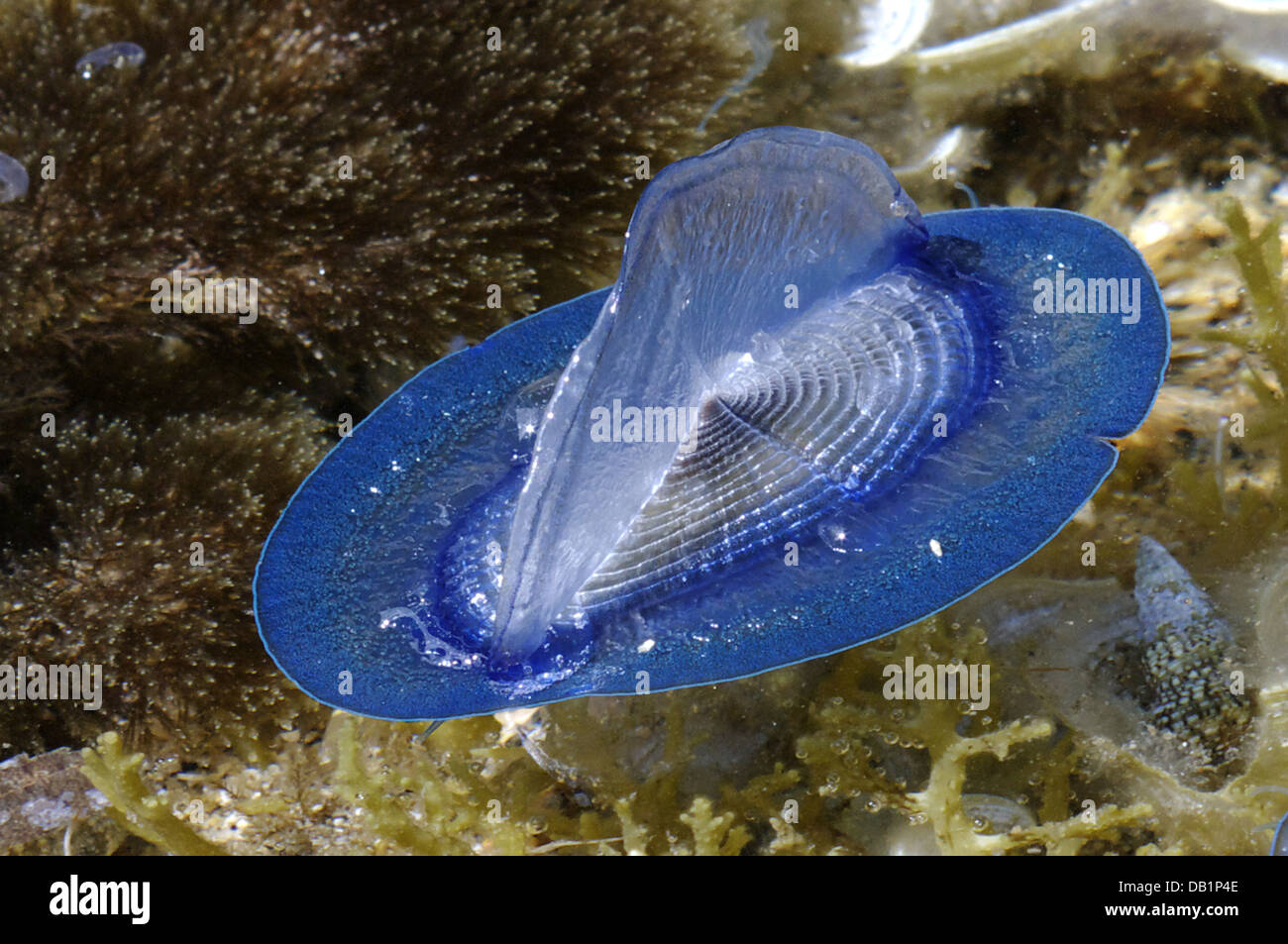 By-the-wind sailor (Velella spirans or Velella velella), photographed ...