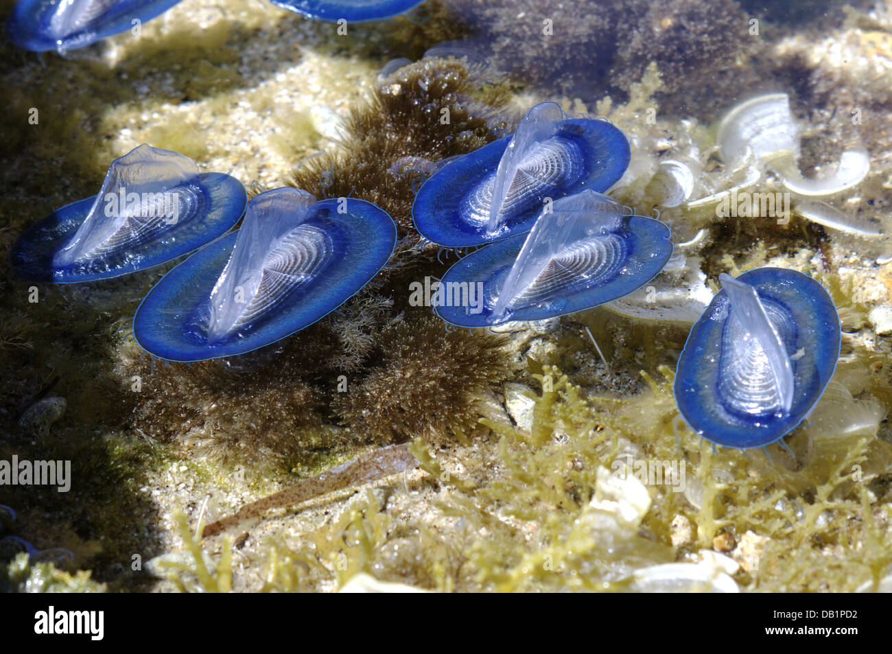Velella hi-res stock photography and images - Alamy