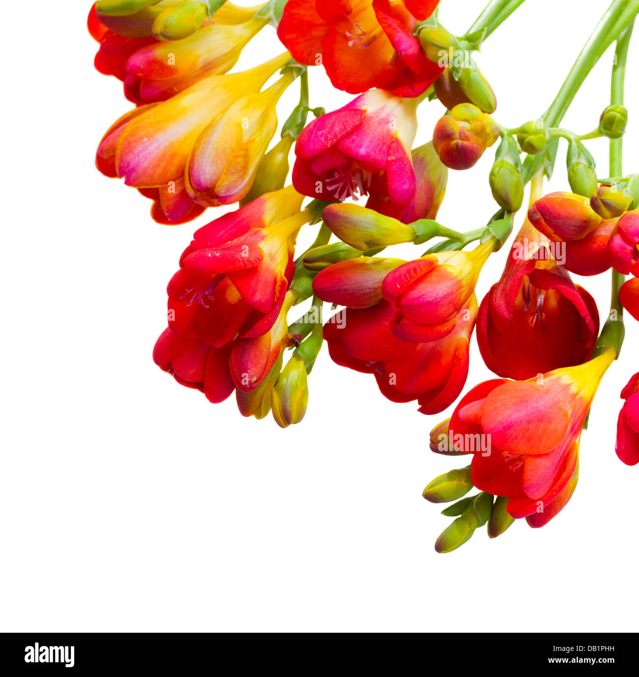 red freesia flowers close up Stock Photo - Alamy