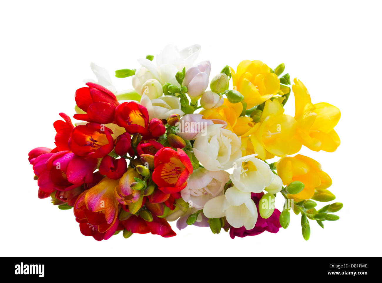 Freesia blooms Cut Out Stock Images & Pictures - Alamy
